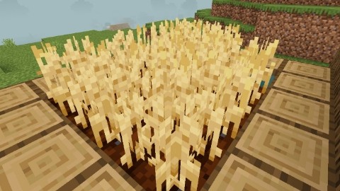 Minecraft Wheat Texture